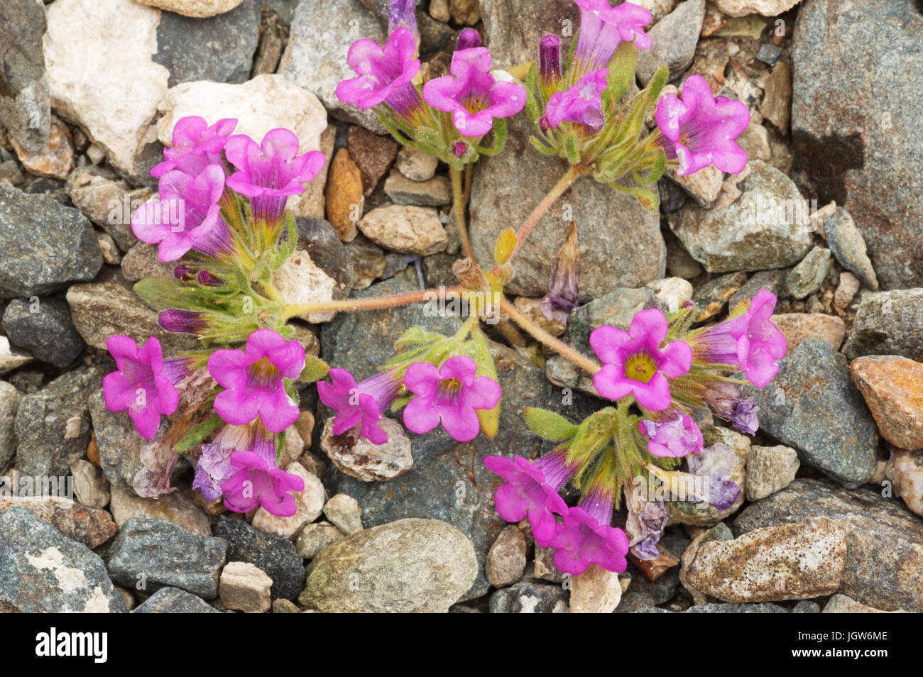 purple nama wildflower flowering in desert gravel Stock Photo - Alamy
