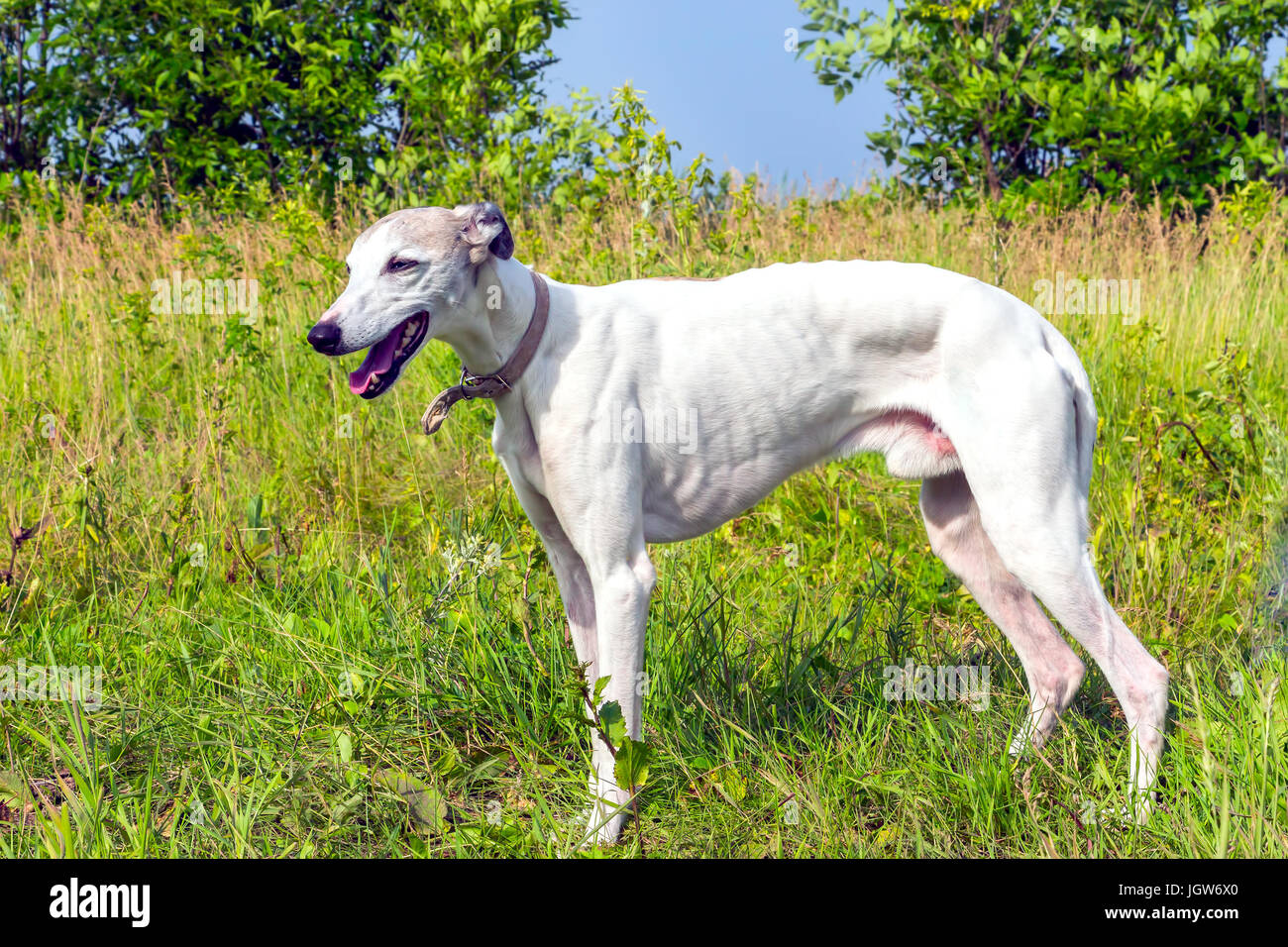 English greyhound on a green meadow Stock Photo - Alamy