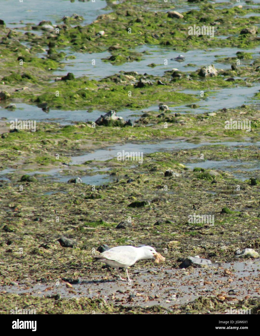 Seagull scavenging on the beach Stock Photo - Alamy