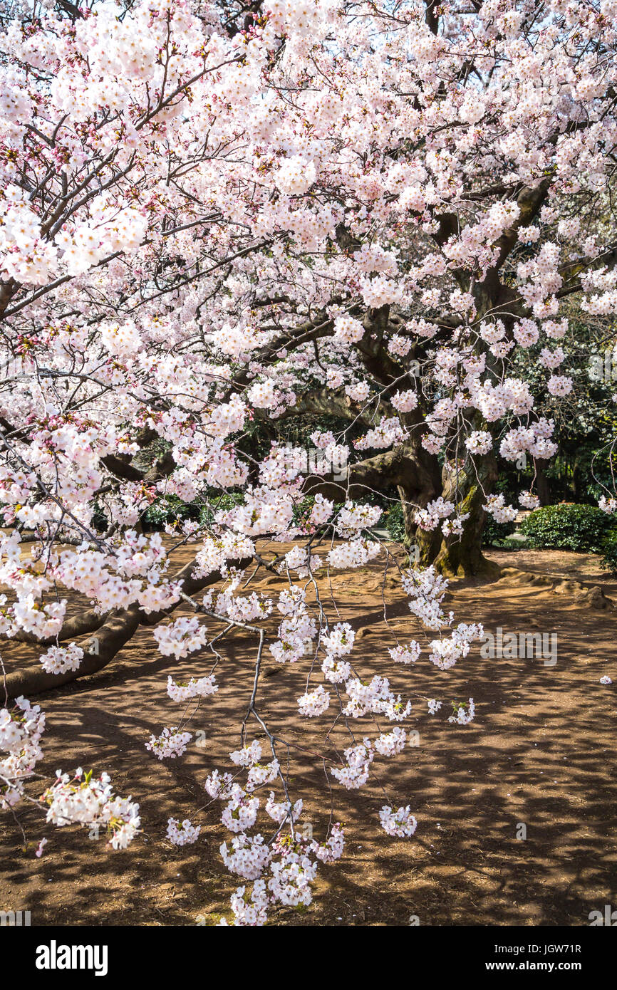 Sakura cherry blossoms in the Shinjuku Gyoen National Gardens in Tokyo ...