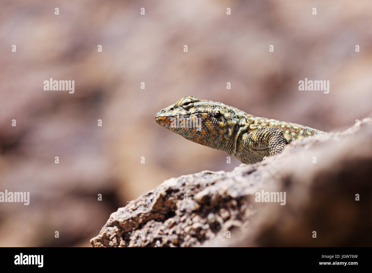 Lizard head hi-res stock photography and images - Alamy