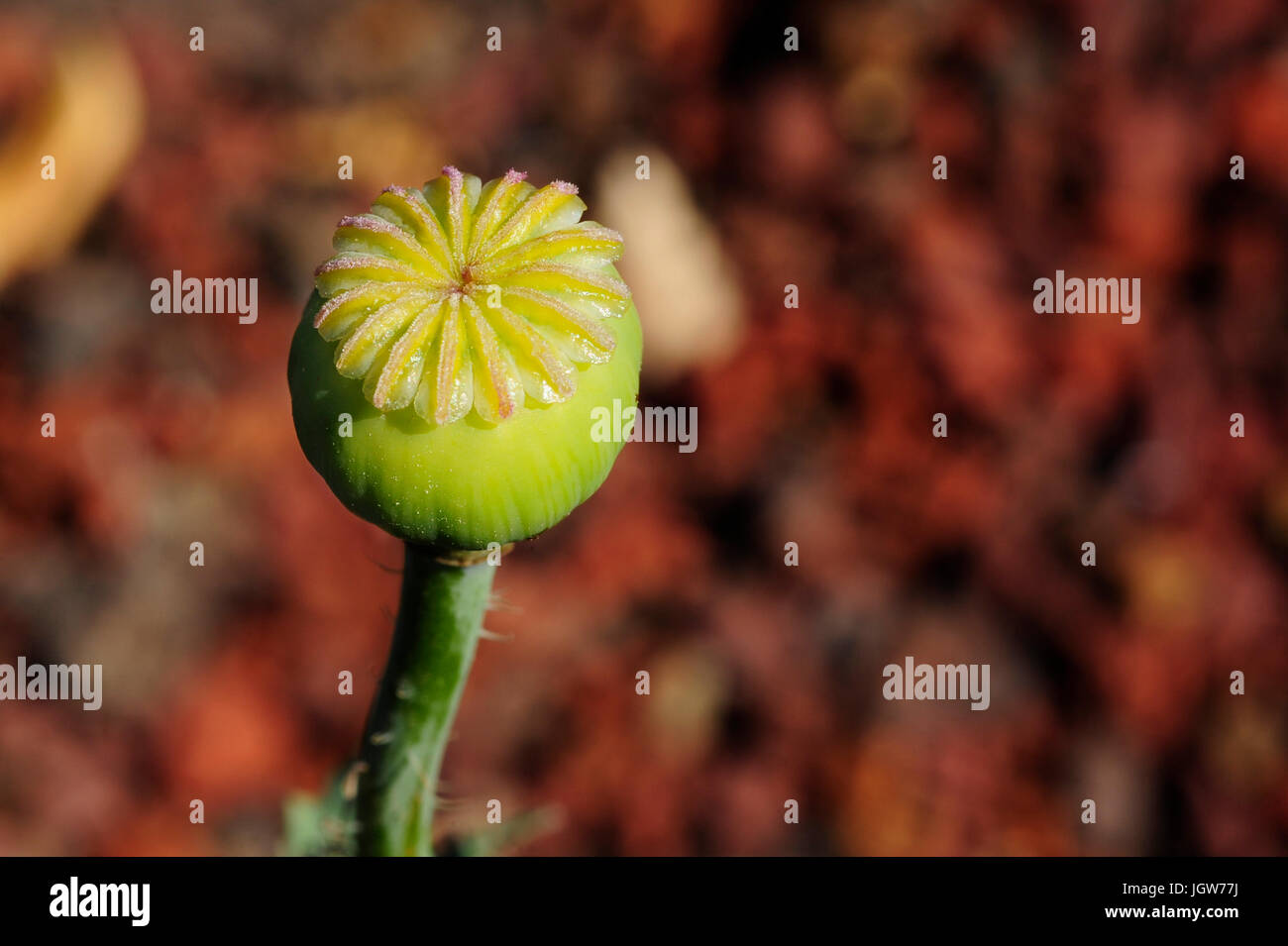 Seed pod of Turkish Poppy Stock Photo - Alamy