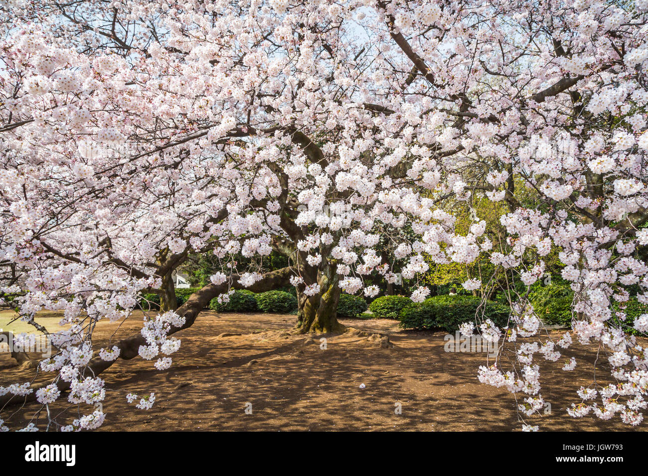 Sakura cherry blossoms in the Shinjuku Gyoen National Gardens in Tokyo ...