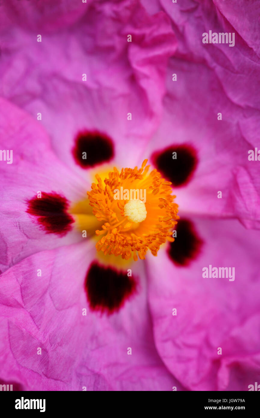 Close up of a Woodrose flower Stock Photo - Alamy