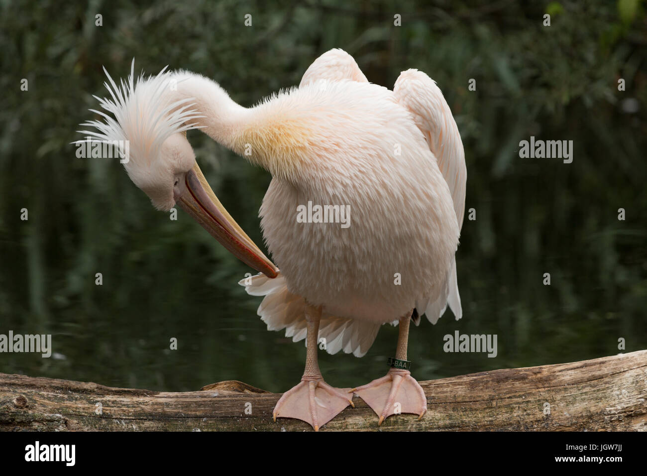 A photograph of a great white pelican cleaning its feathers in Zoo ...