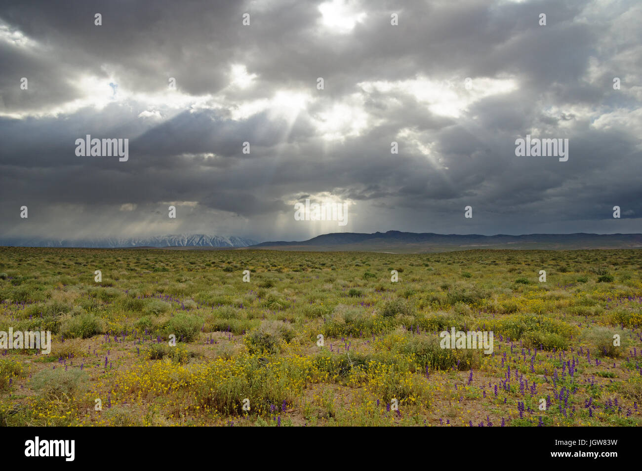 dramatic sky with sunrays over a desert field with wildflowers Stock ...