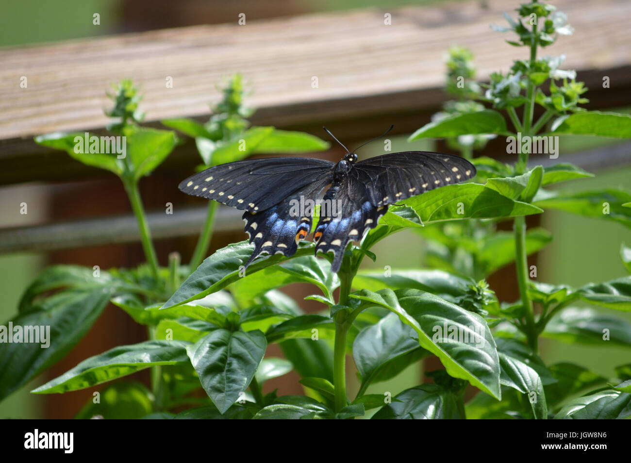 Butterfly zoom hi-res stock photography and images - Alamy