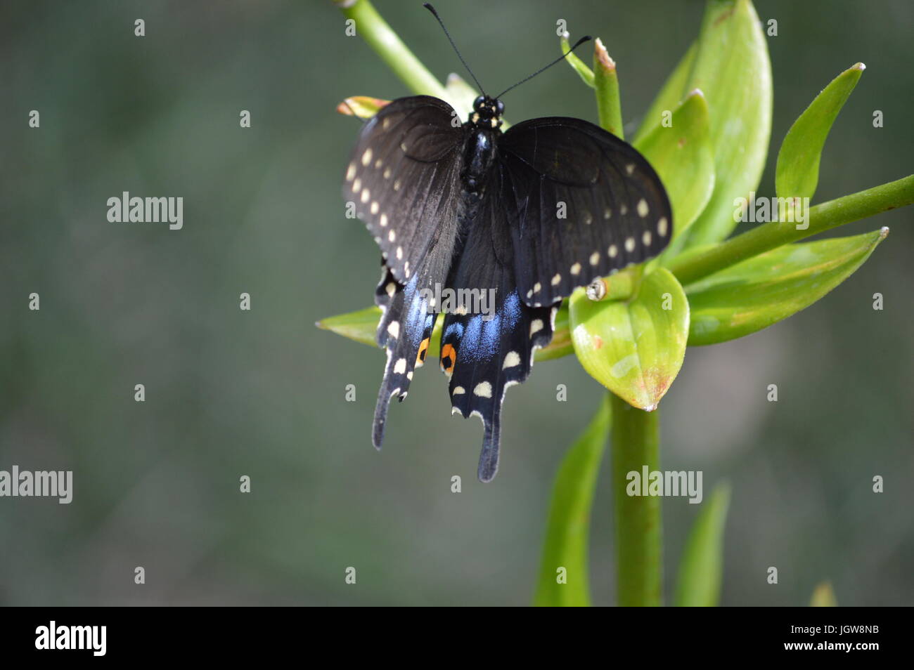 Butterfly zoom hi-res stock photography and images - Alamy