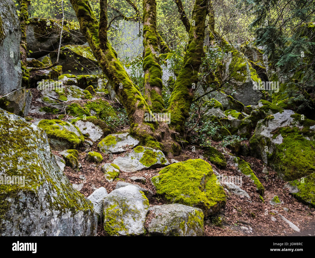 yosemite stream moss Stock Photo - Alamy