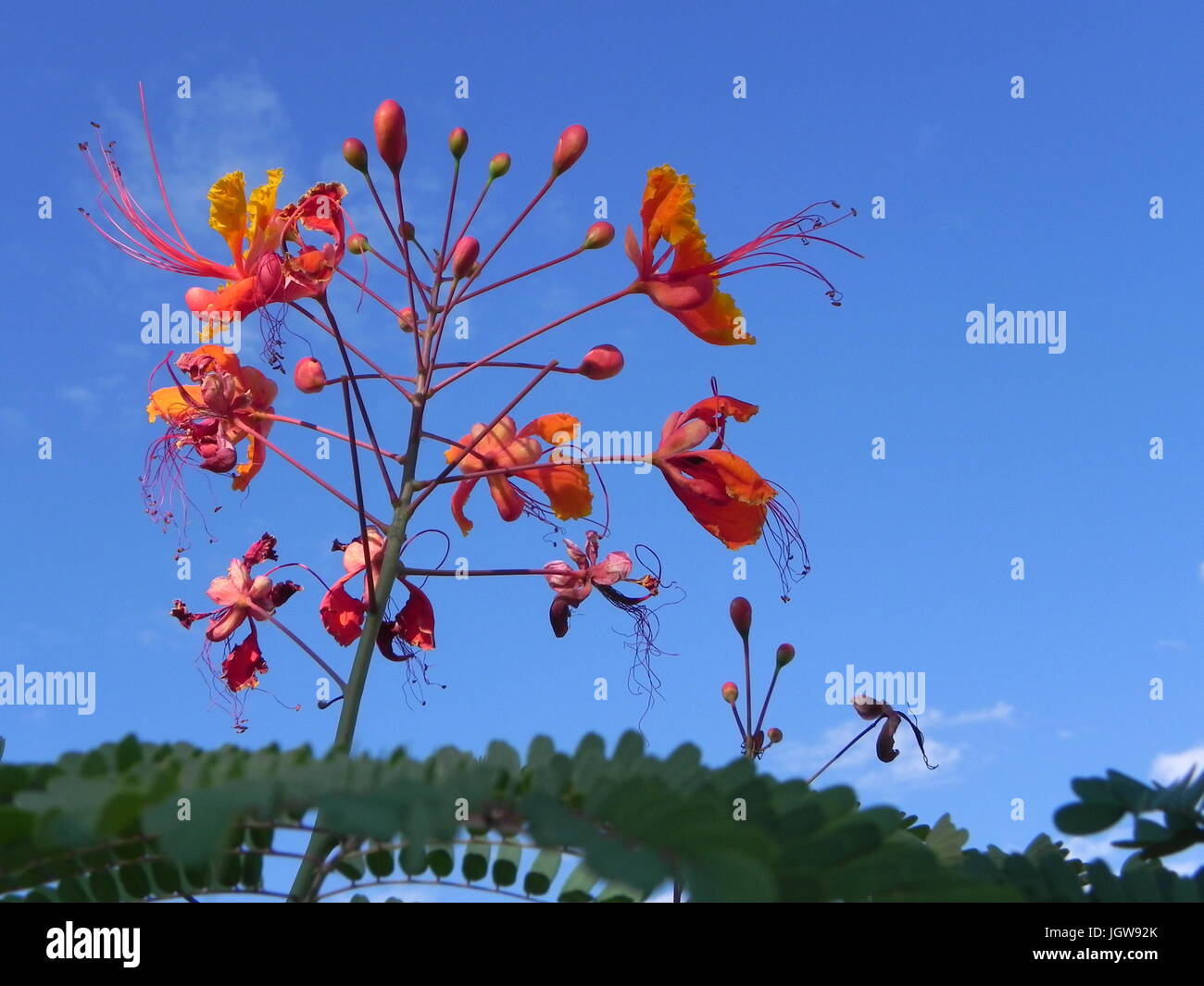 Red flowers trash hi-res stock photography and images - Alamy