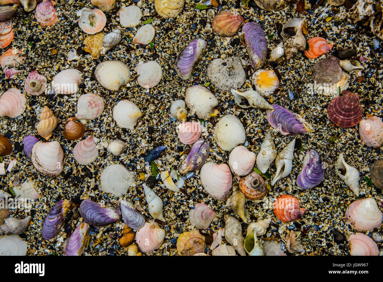Sea shells background Stock Photo - Alamy