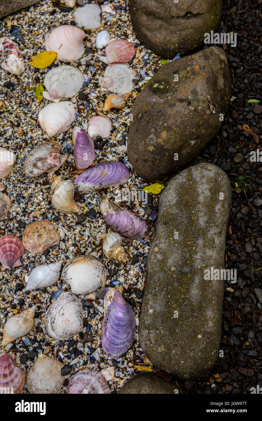 Sea shells background Stock Photo - Alamy