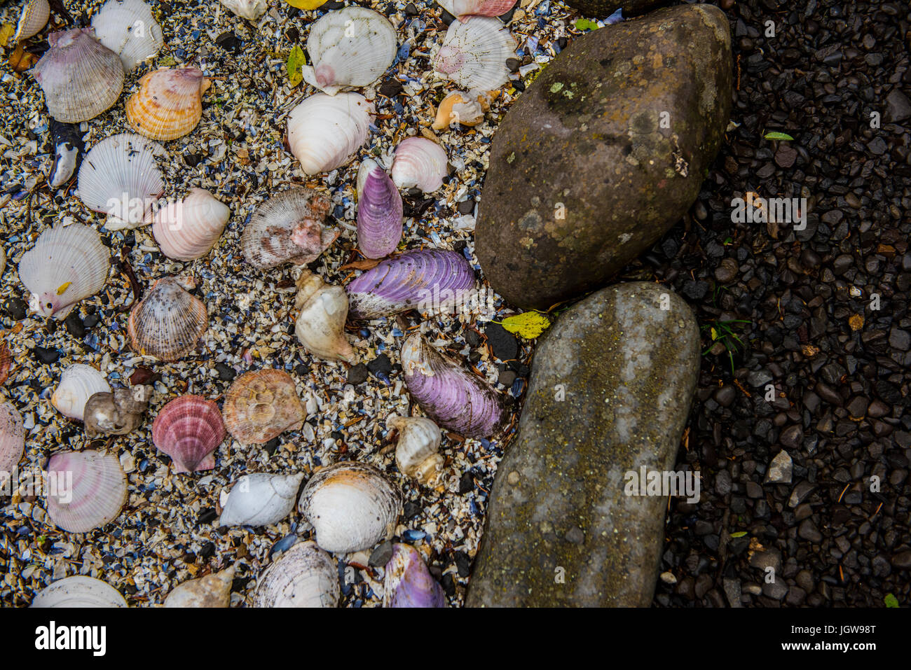 Sea shells background Stock Photo - Alamy