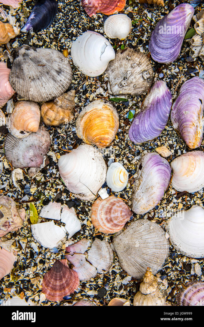 Sea shells background Stock Photo - Alamy