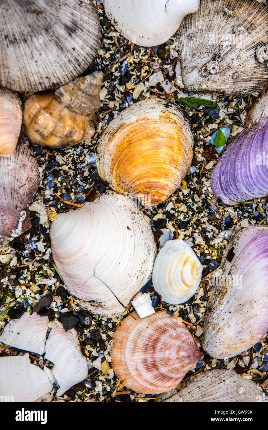 Sea shells background Stock Photo - Alamy