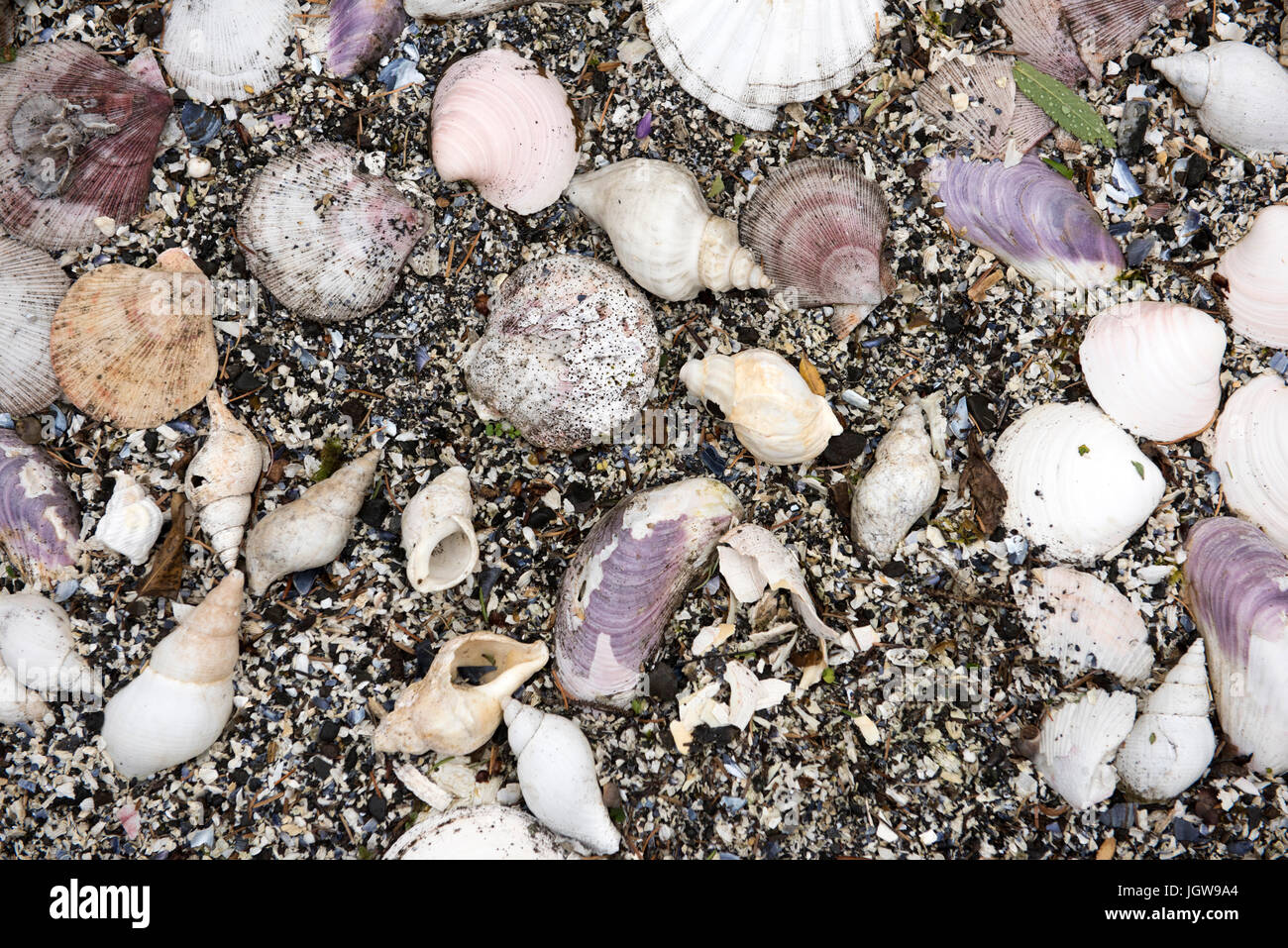 Empty crab shells hi-res stock photography and images - Alamy