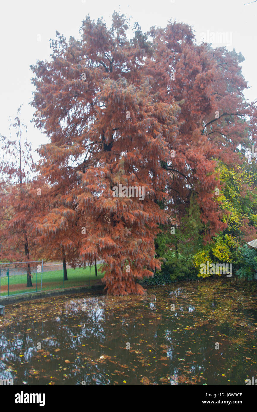 The view of beautiful red tree near lakeshore in Giardini Margherita ...