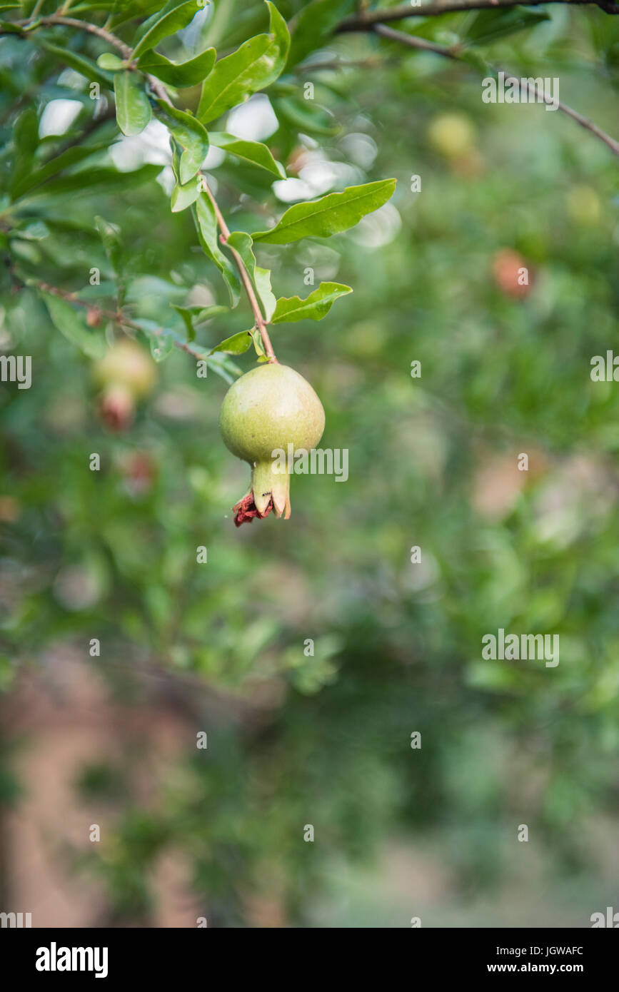 Fruit pomegranate tree hi-res stock photography and images - Alamy