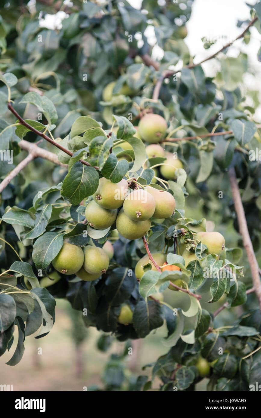 Many unripe pear fruits on tree branch with green leaves, selective ...