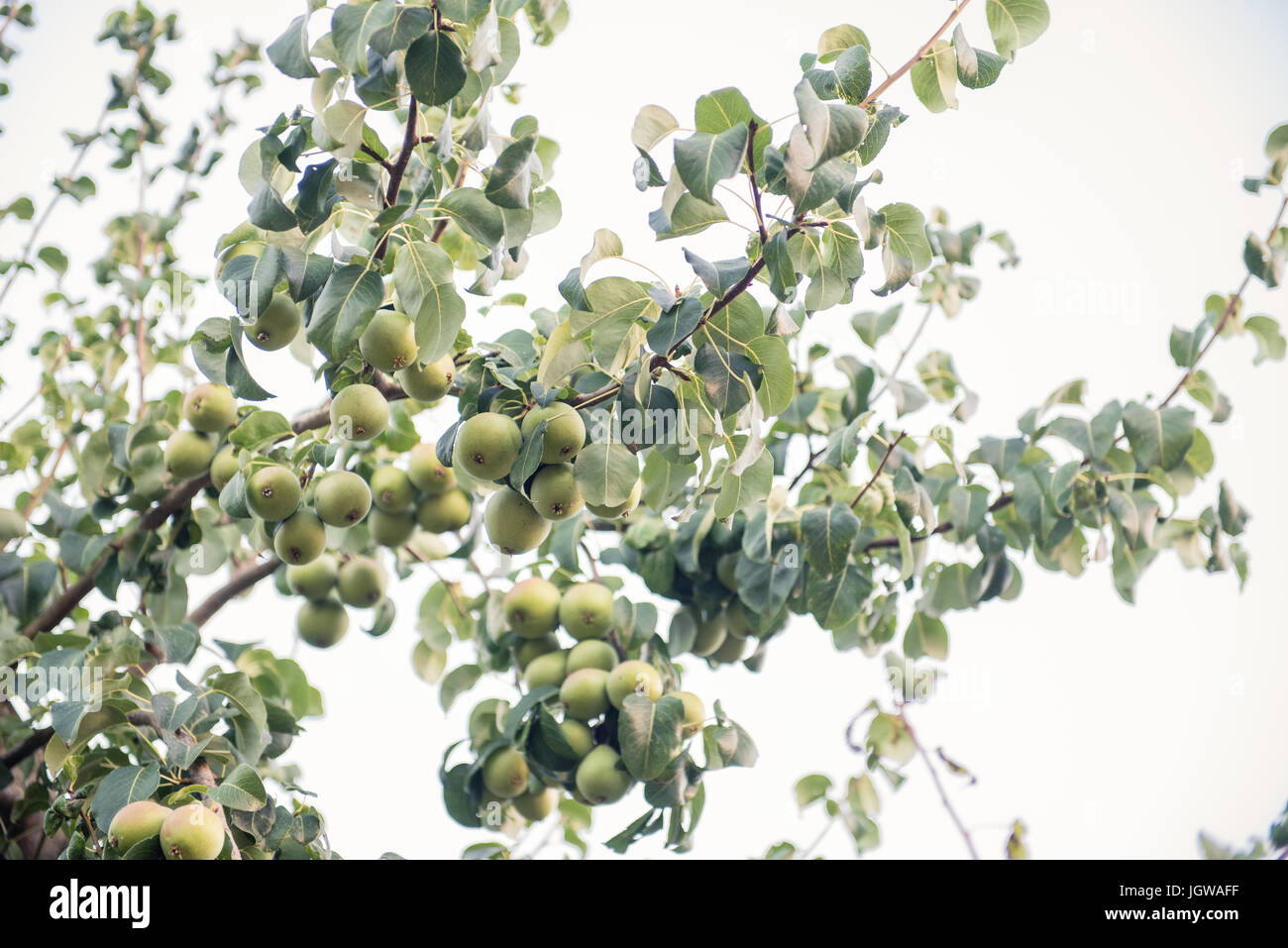 Many unripe pear fruits on tree branch with green leaves, selective ...