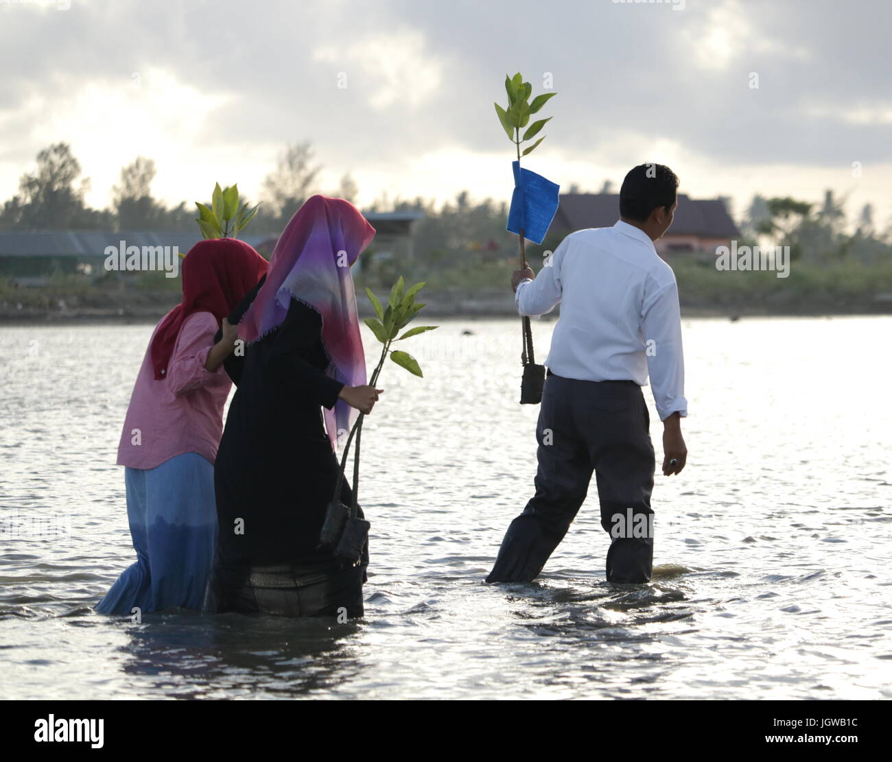 Mangrove planting indonesia hi-res stock photography and images - Alamy