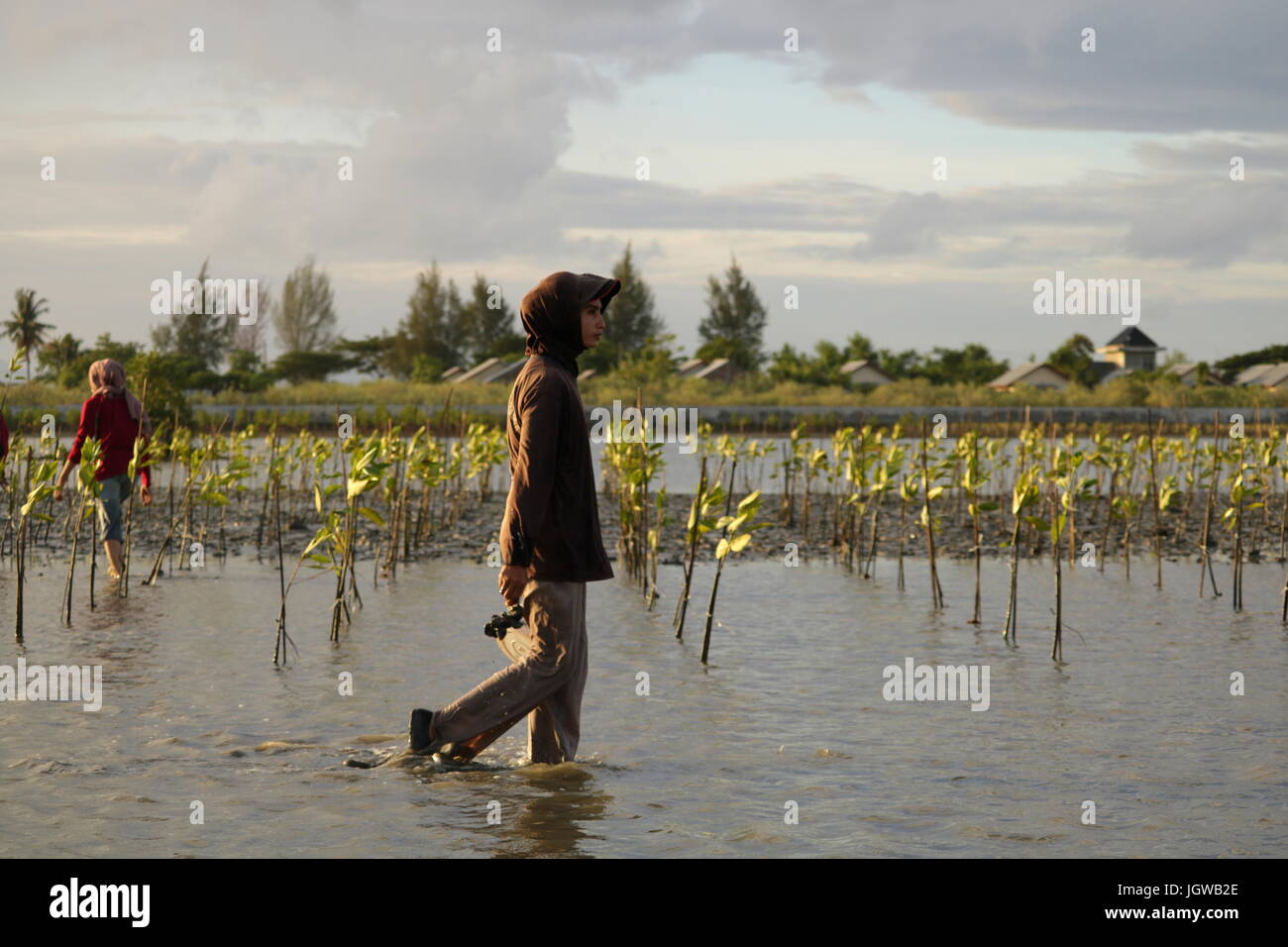 Mangrove oysters hi-res stock photography and images - Alamy
