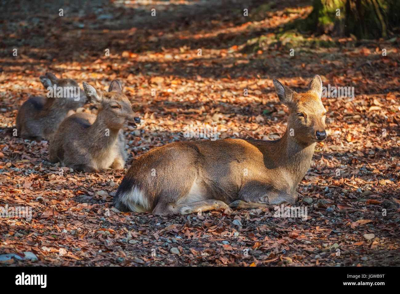 Sika Deer at Tamukeyama Hachimangu Shrine in Nara Stock Photo - Alamy