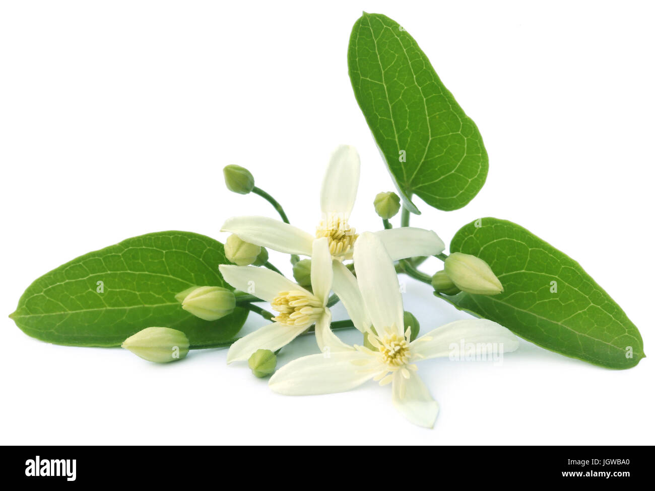 Clematis flammula or sweet-scented virgin's bower over white background ...