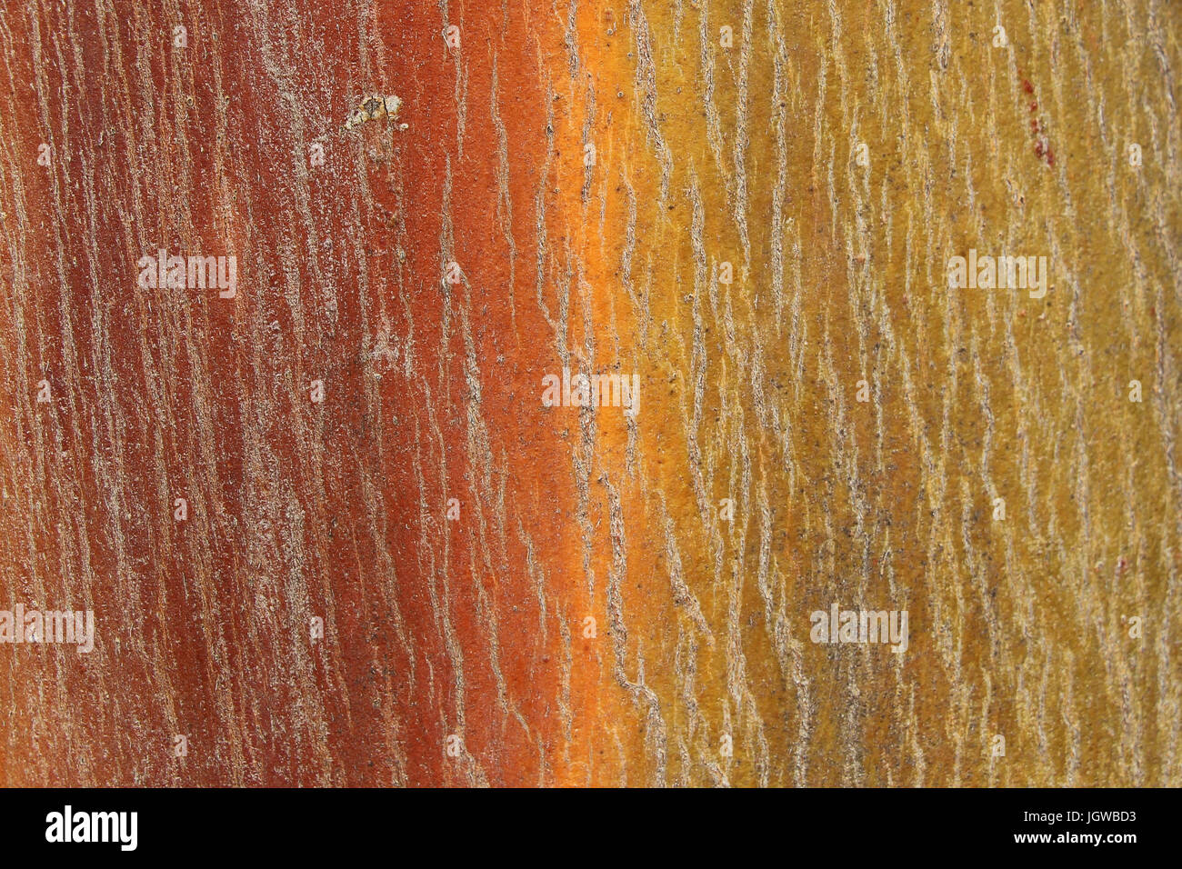 Orange bark hi-res stock photography and images - Alamy