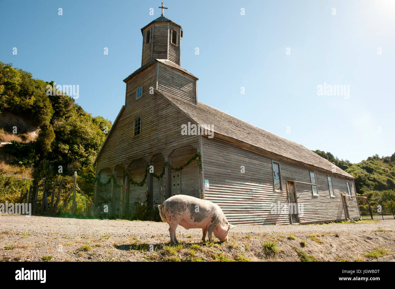 Free range pig farming hi-res stock photography and images - Alamy