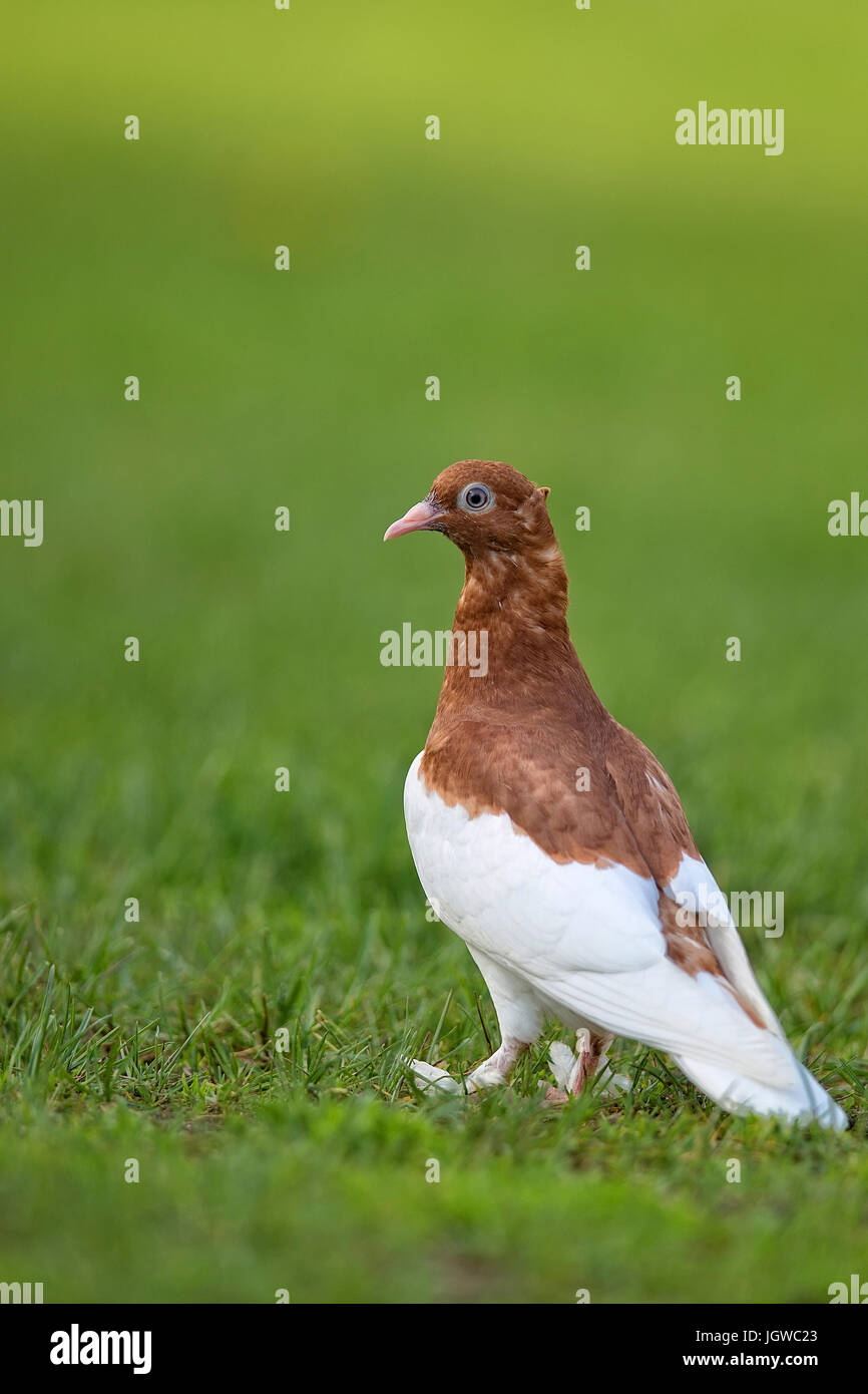 Pigeon Feral Bird Wild Wildlife High Resolution Stock Photography and ...