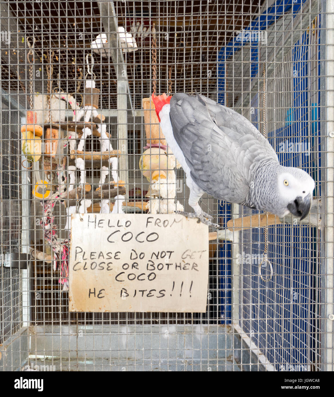 Parrot in restaurant hi-res stock photography and images - Alamy