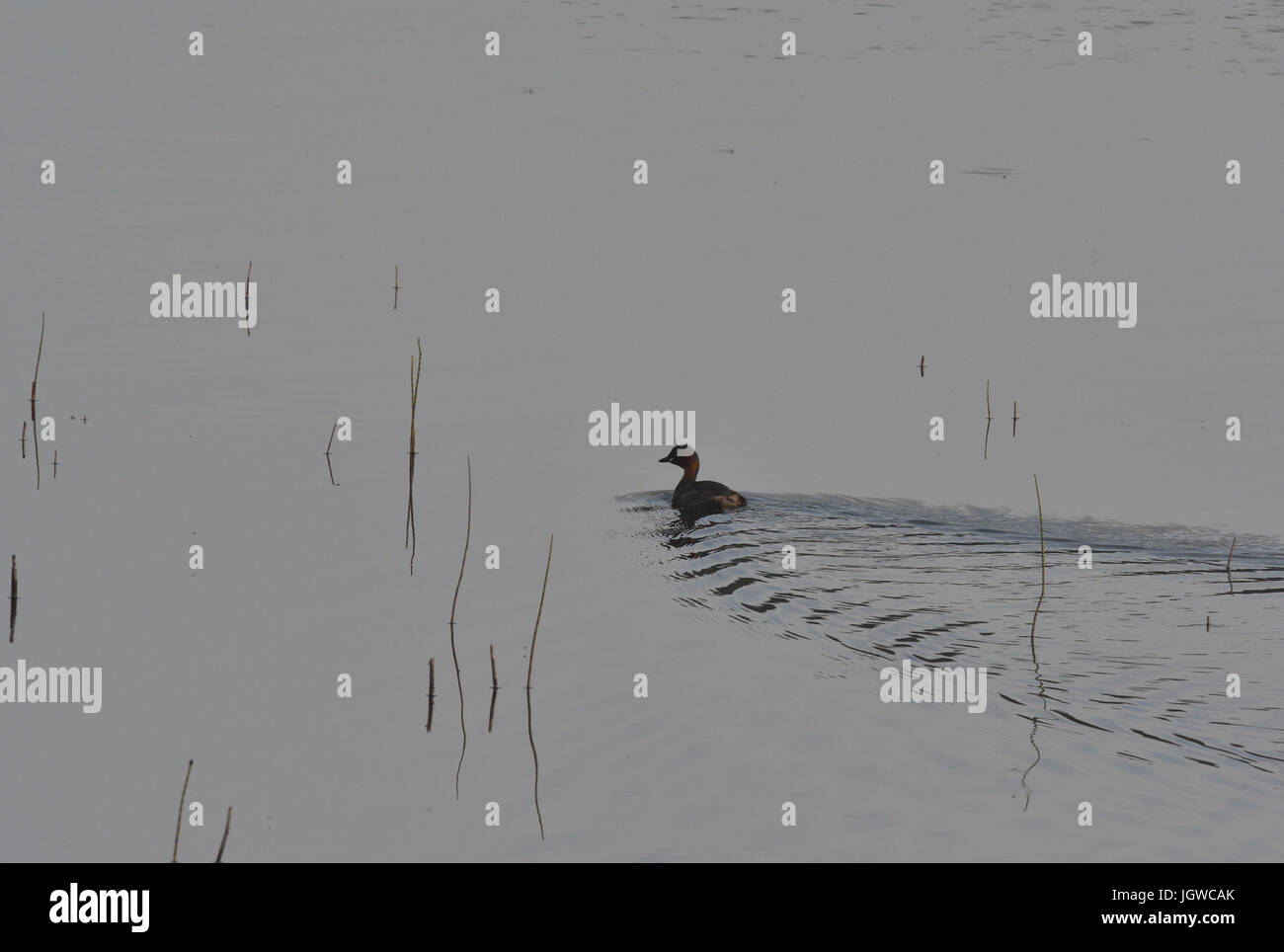 Grebe feet hi-res stock photography and images - Alamy