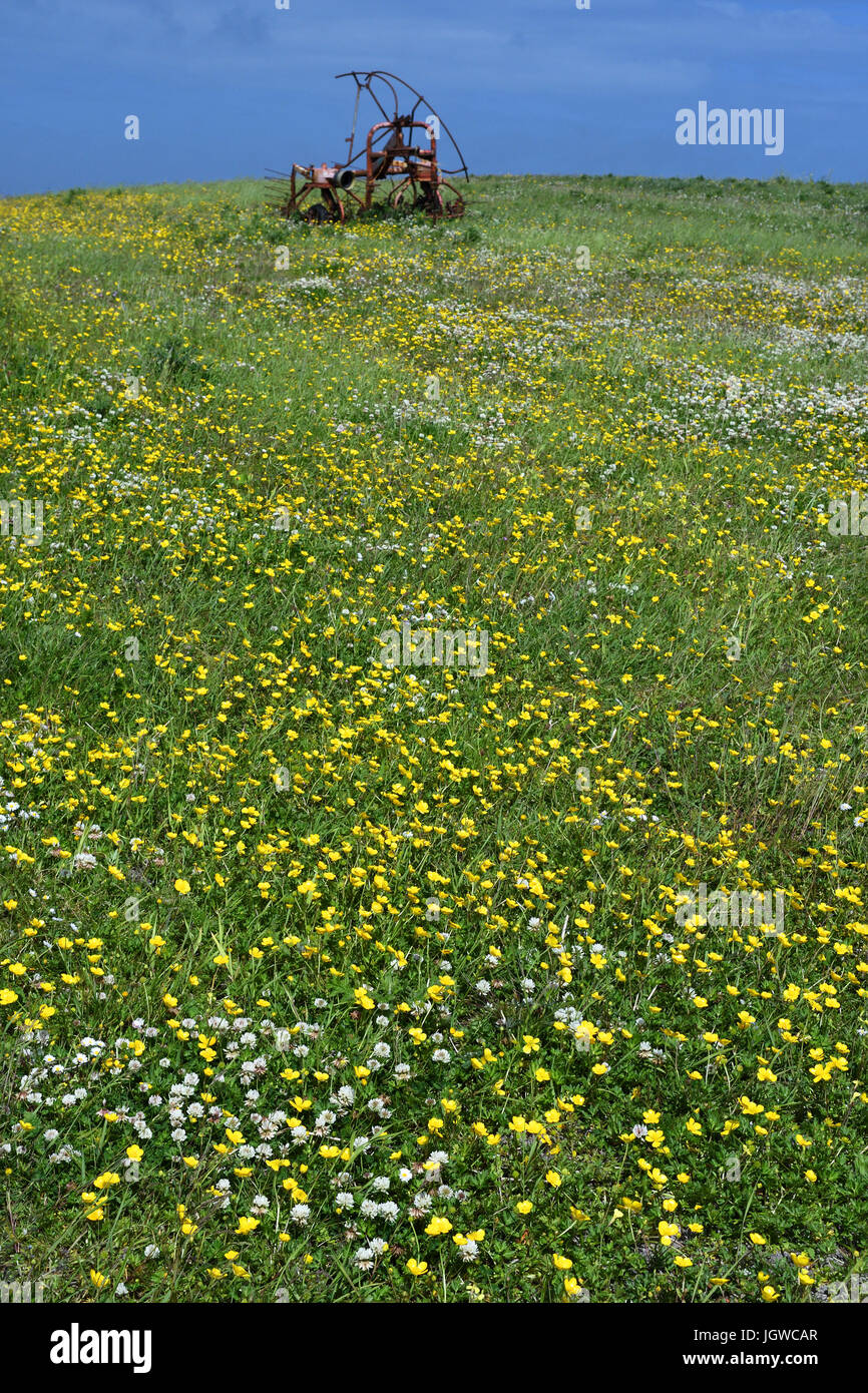 machair;grassy plain;coastal;agricultural machinery;wildflowers;south ...