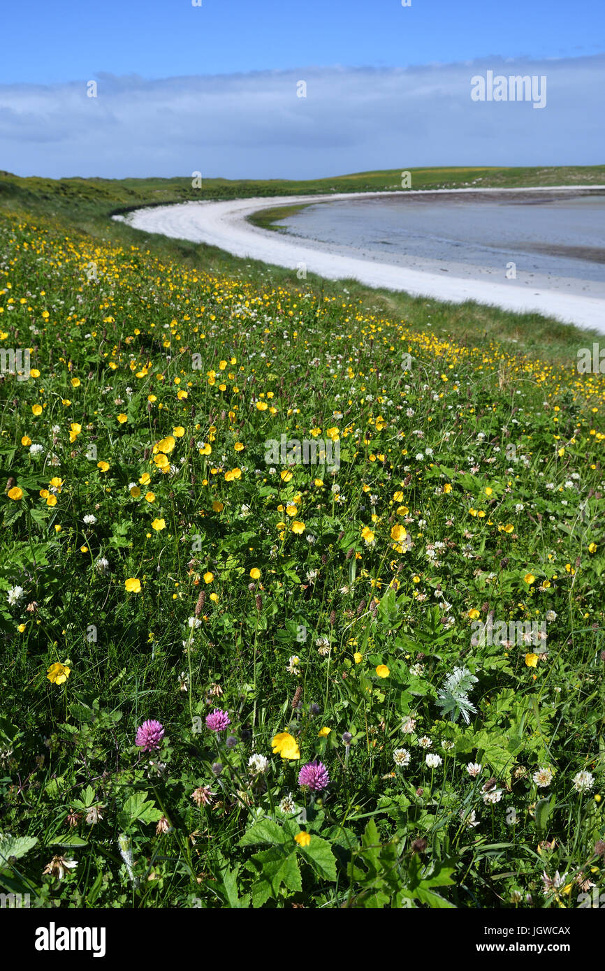 Plain of wildflowers hi-res stock photography and images - Alamy