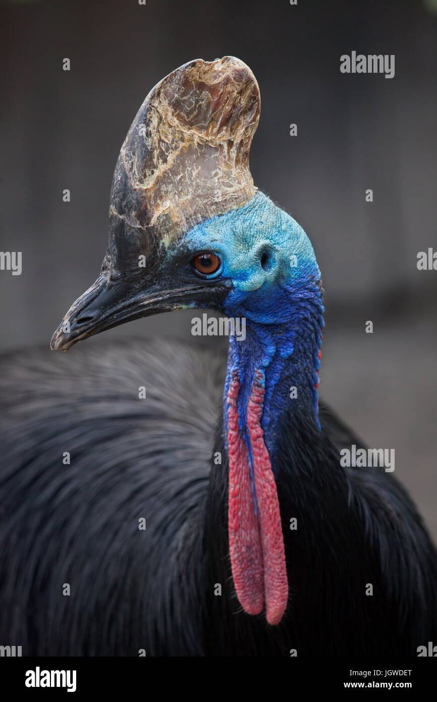 Australian cassowary hi-res stock photography and images - Alamy