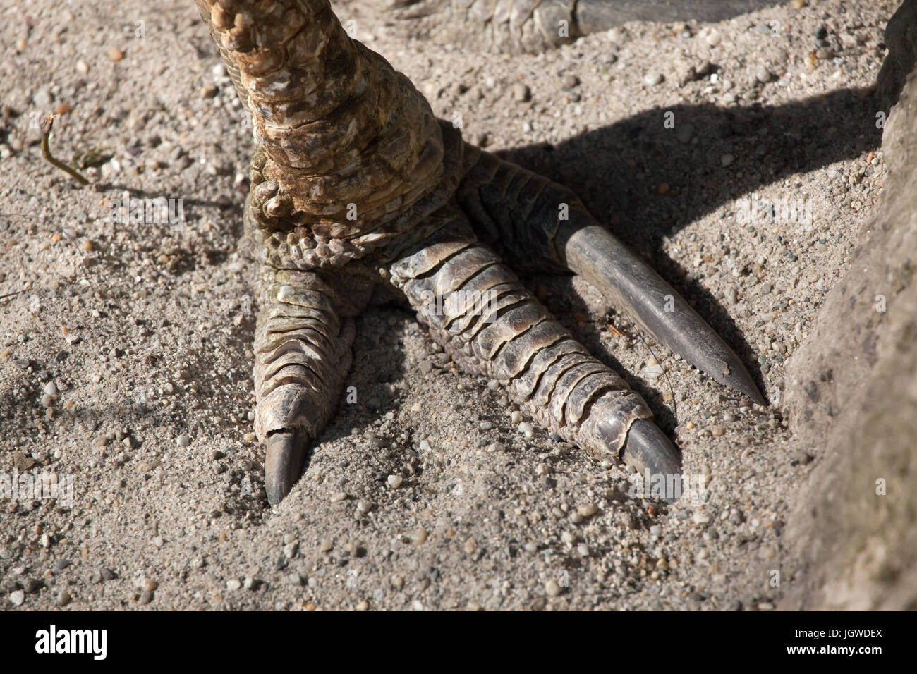 Southern cassowary (Casuarius casuarius), also known as the double ...