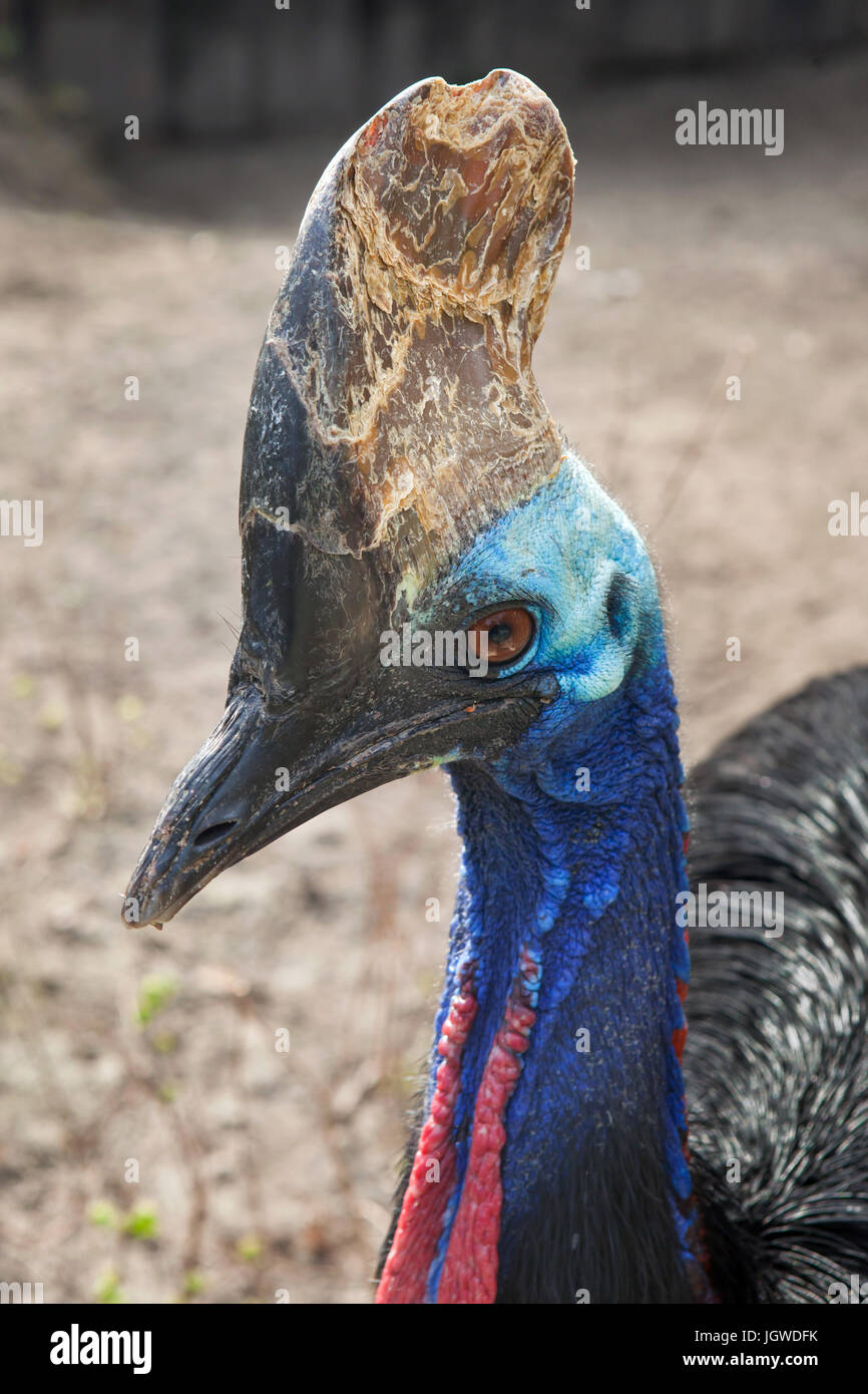 Southern cassowary (Casuarius casuarius), also known as the double ...