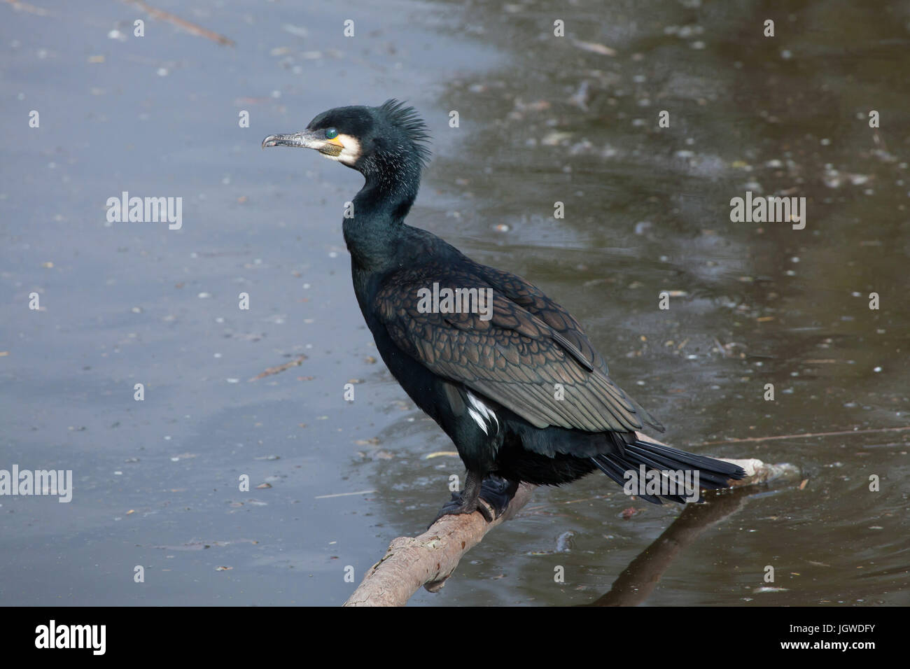 Great cormorant (Phalacrocorax carbo), also known as the great black ...
