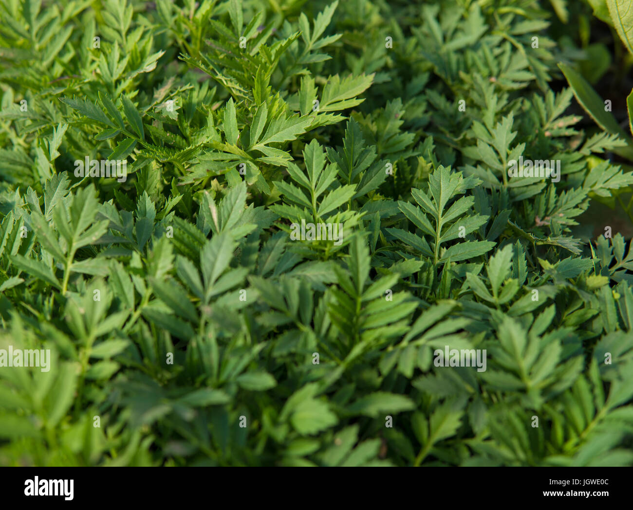 small flowers growing inside of a greenhouse Stock Photo - Alamy
