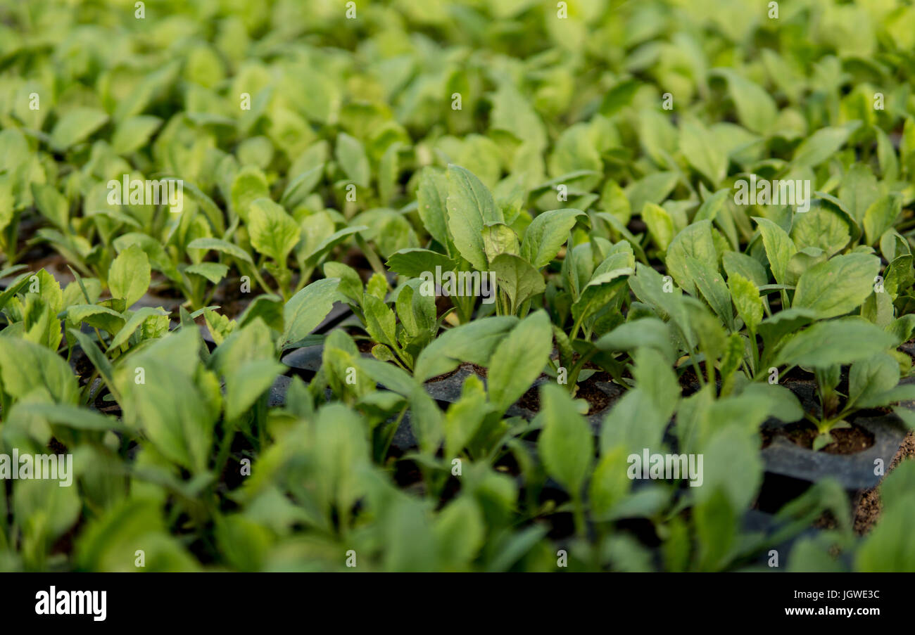 extreme close up of small plants growing inside of a greenhouse Stock ...