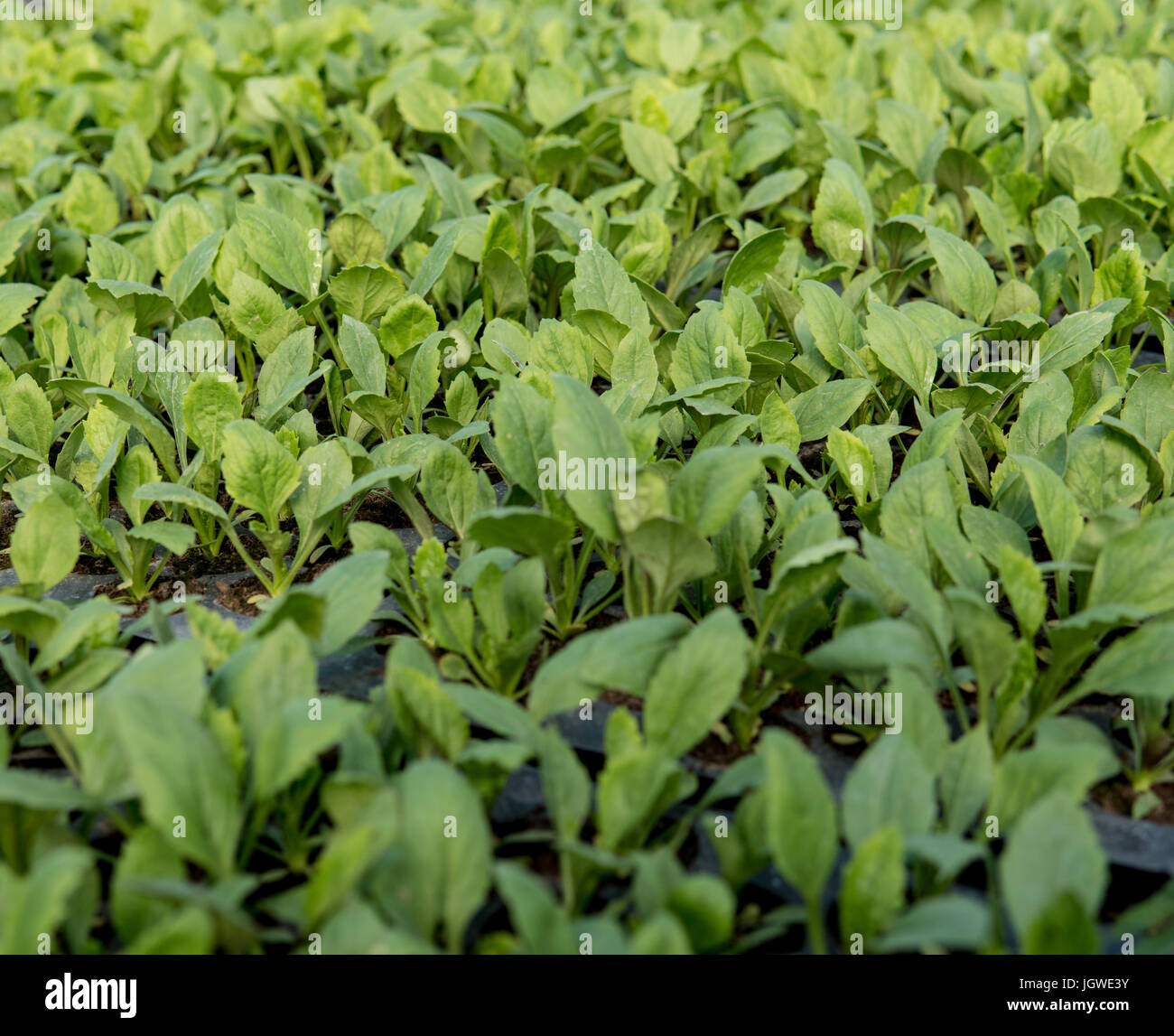 extreme close up of small plants growing inside of a greenhouse Stock ...