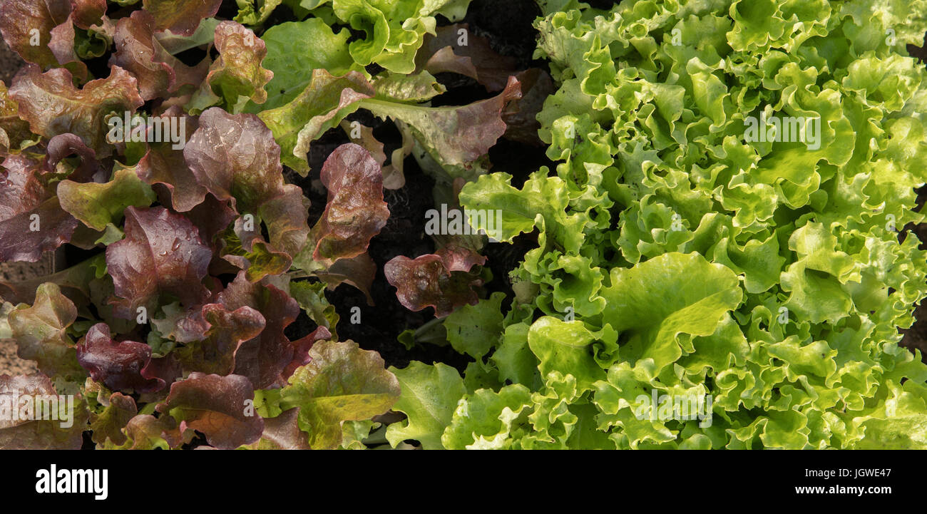 close up of small green and red lettuce growing inside of a greenhouse ...