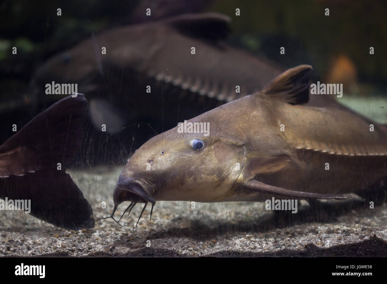 Black catfish hi-res stock photography and images - Alamy