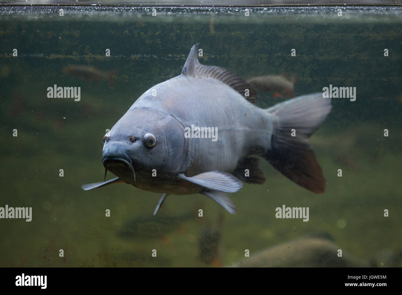 Mirror carp (Cyprinus carpio carpio Stock Photo - Alamy