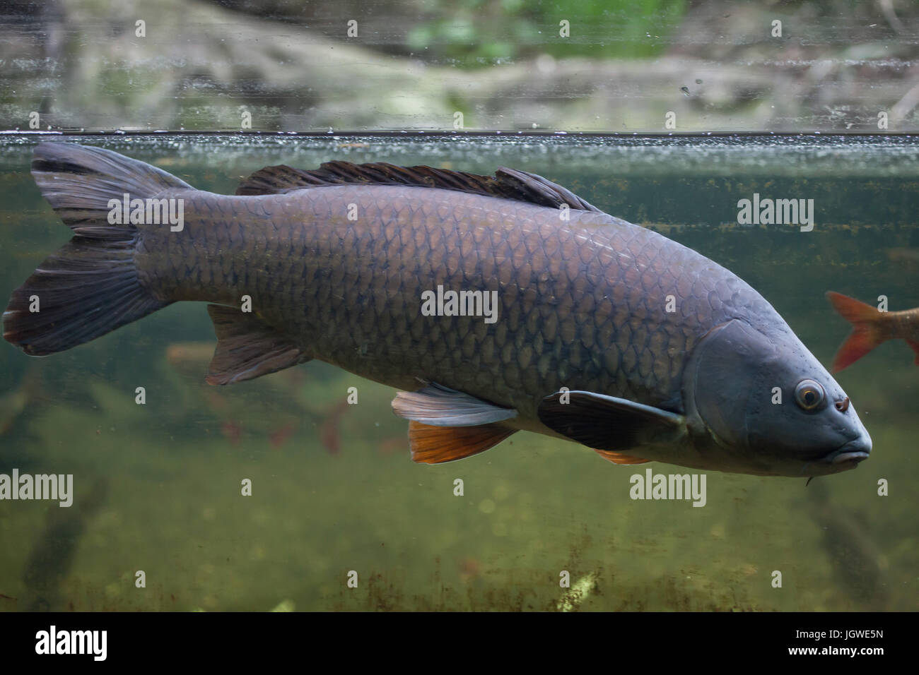 Wild common carp (Cyprinus carpio Stock Photo - Alamy