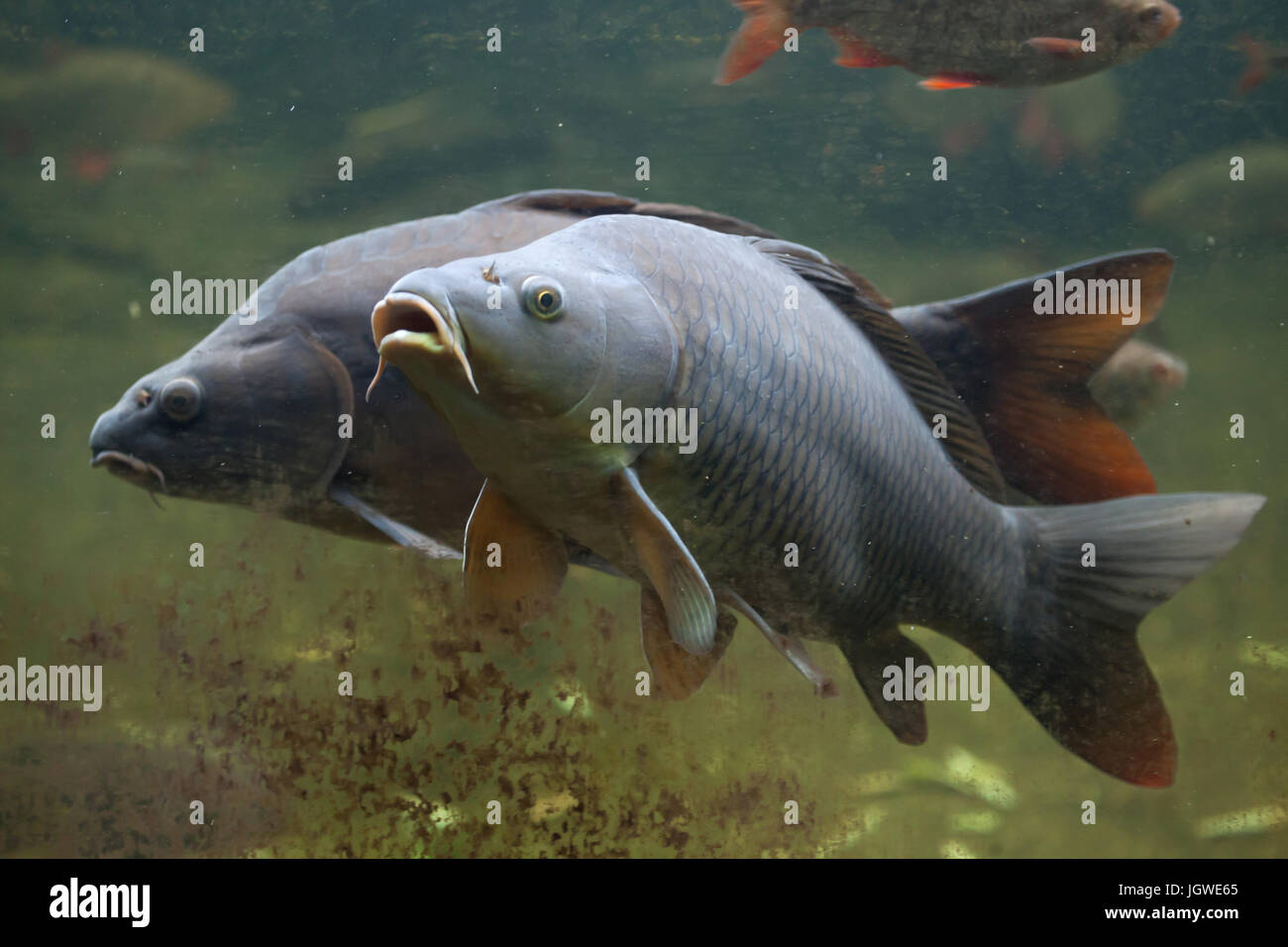 Cyprinus carpio eurasian carp hi-res stock photography and images - Alamy