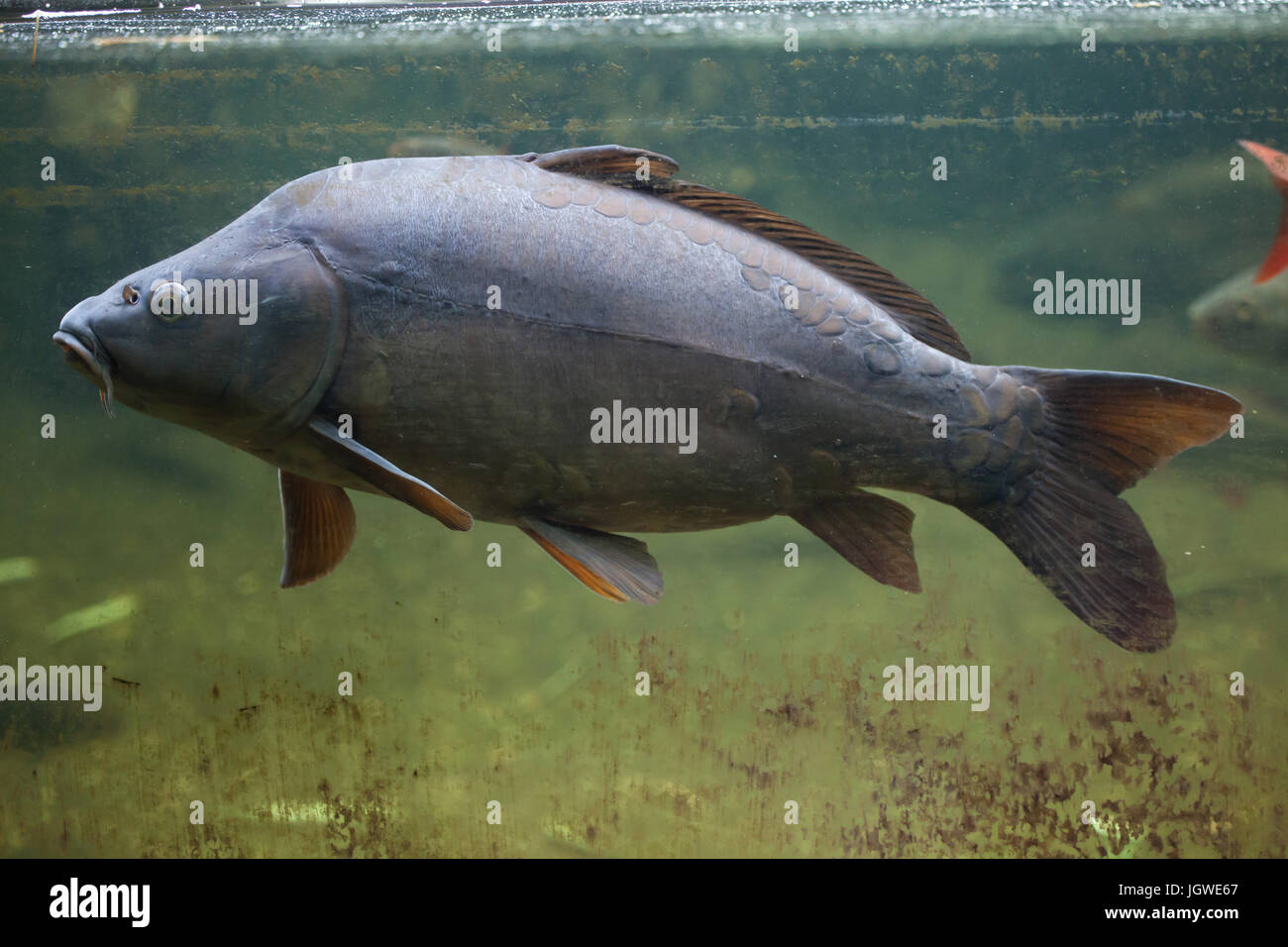 Mirror carps river fish hi-res stock photography and images - Alamy