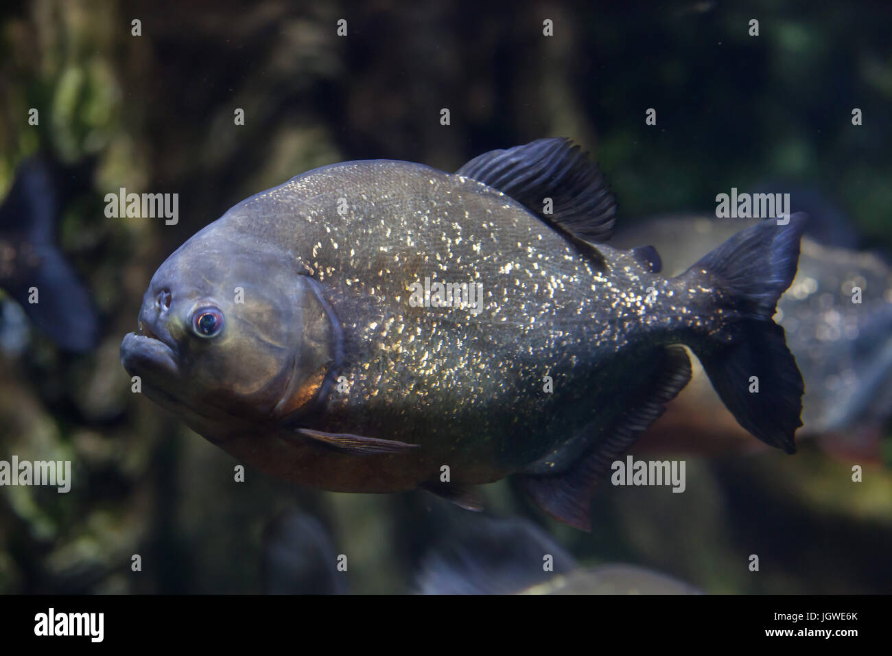 Red piranha (Pygocentrus nattereri), also known as the red-bellied ...