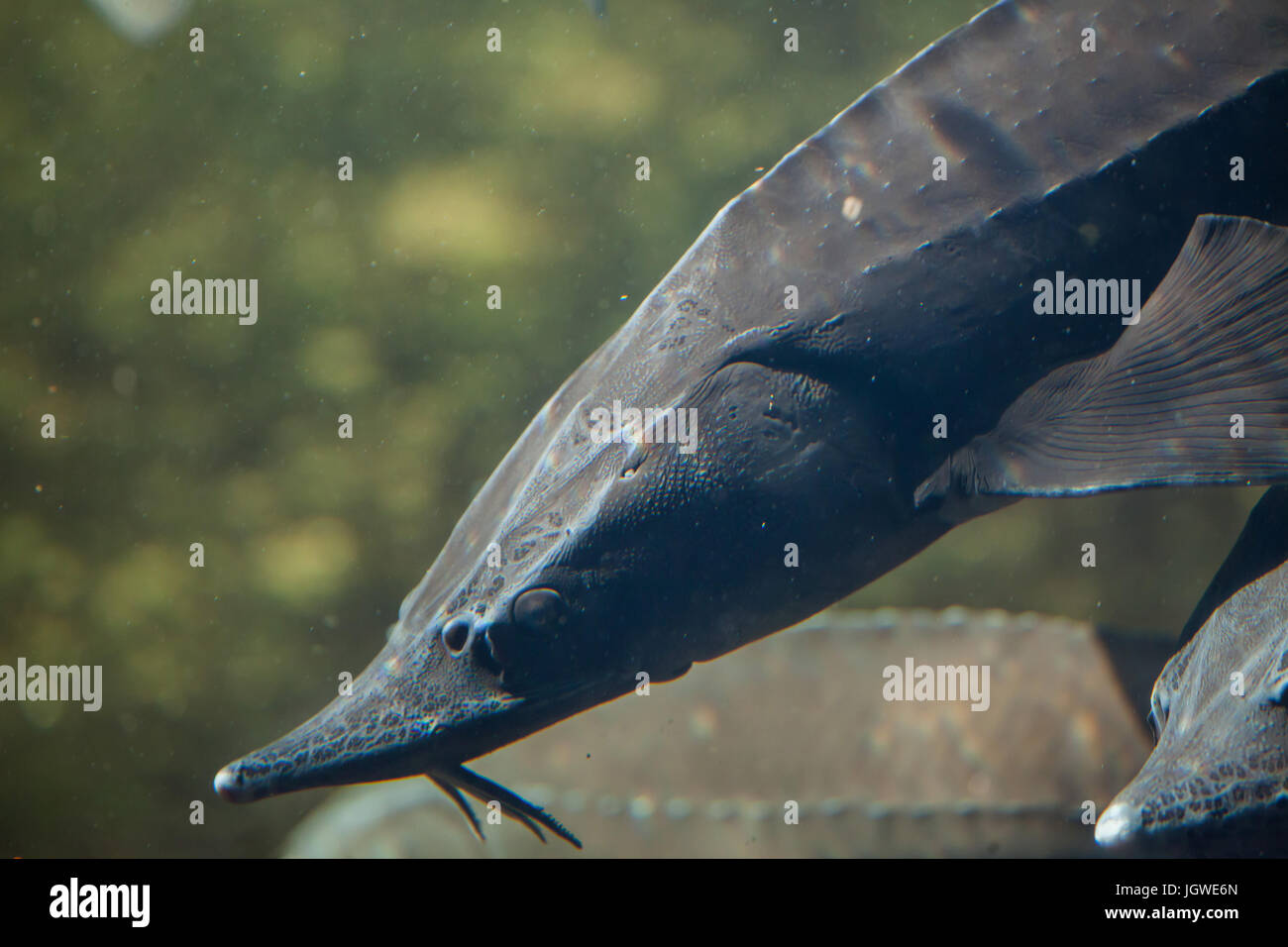 Siberian sturgeon (Acipenser baerii). Freshwater fish Stock Photo - Alamy